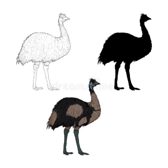 Vector Set of Emu Illustrations in Different Styles Stock Illustration ...