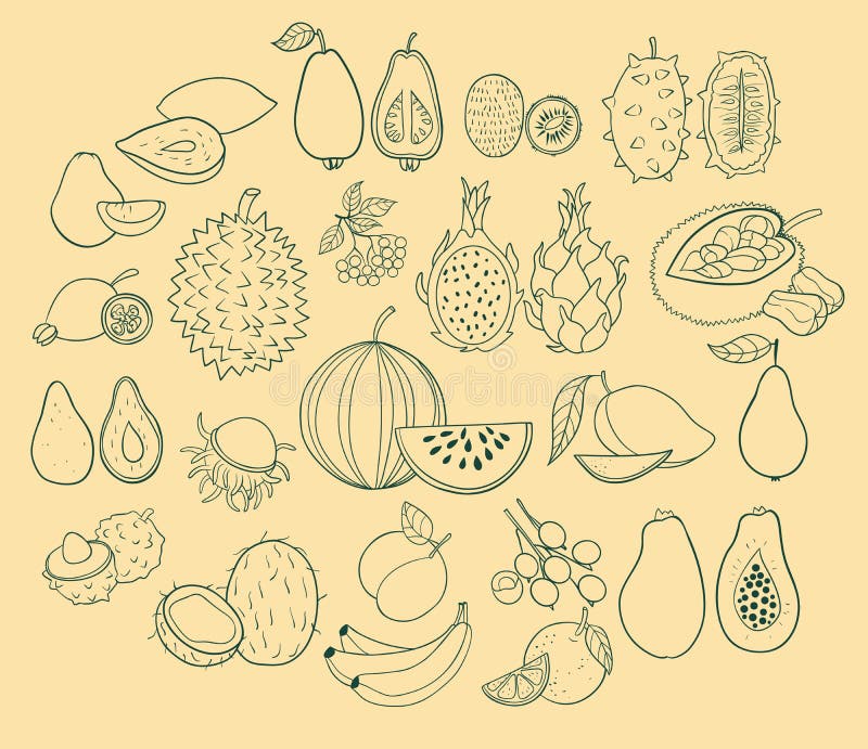 Vector Set of Exotic Fruits Stock Vector - Illustration of fruit ...