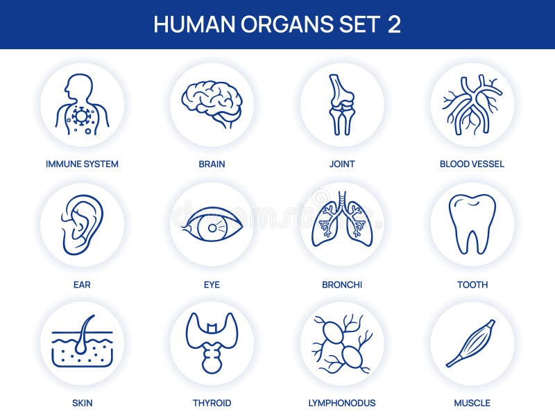 Comprehensive Vector Collection of Human Organs and Anatomic Systems ...