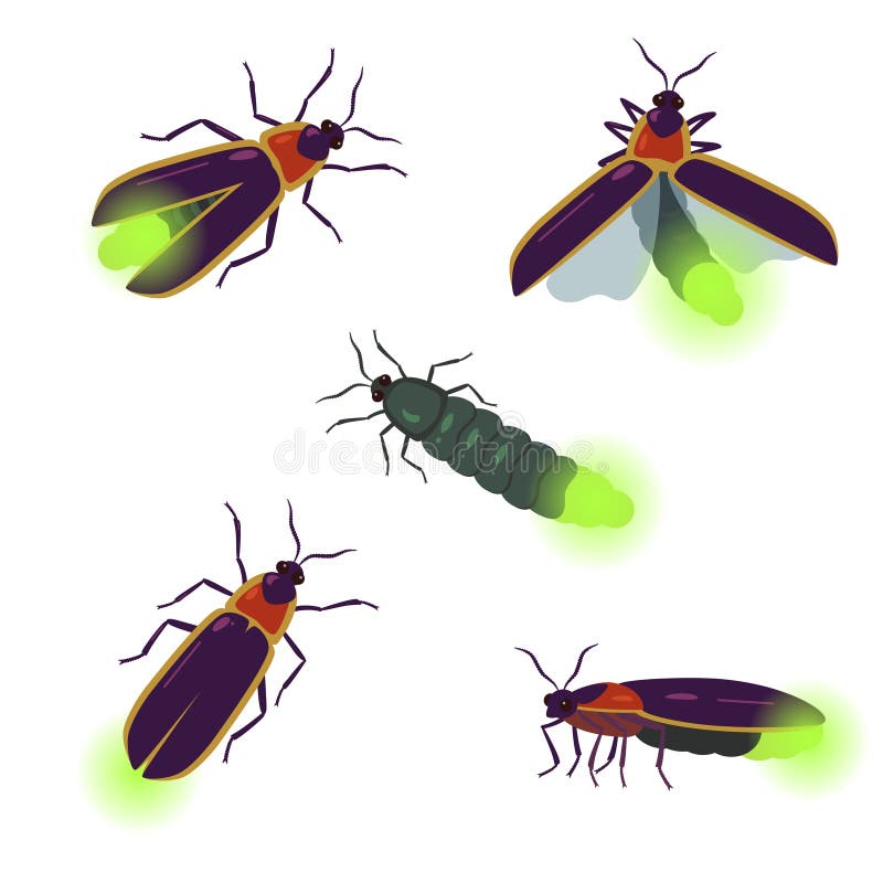Vector Set of Firefly Beetle Drawings with Different Angles Isolated on ...