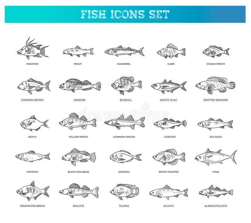 Vector Set of Fish. Types Marine, Ocean Fish and Freshwater Fish Stock ...