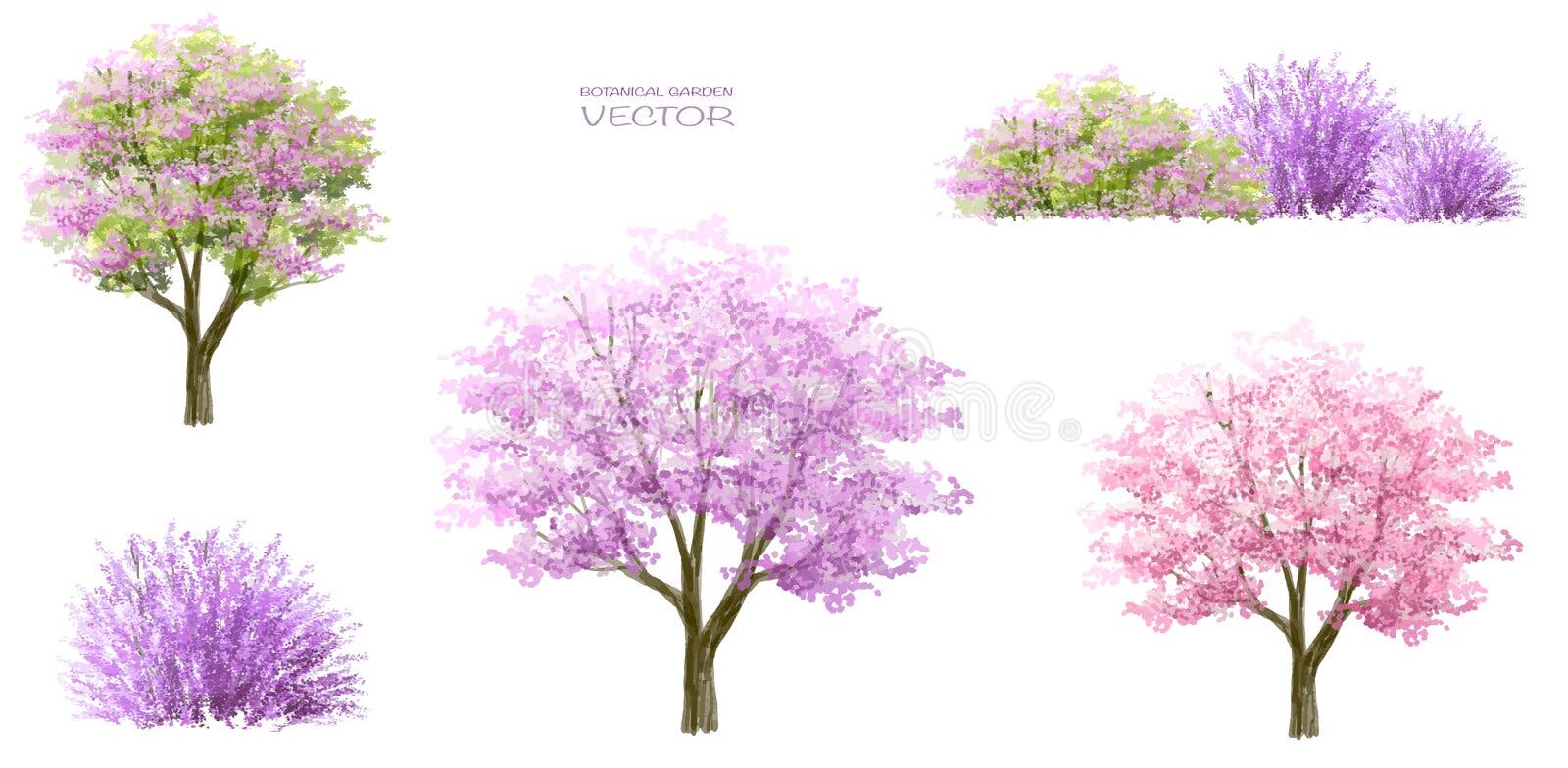 Plan View Lavender Stock Illustrations – 47 Plan View Lavender Stock ...