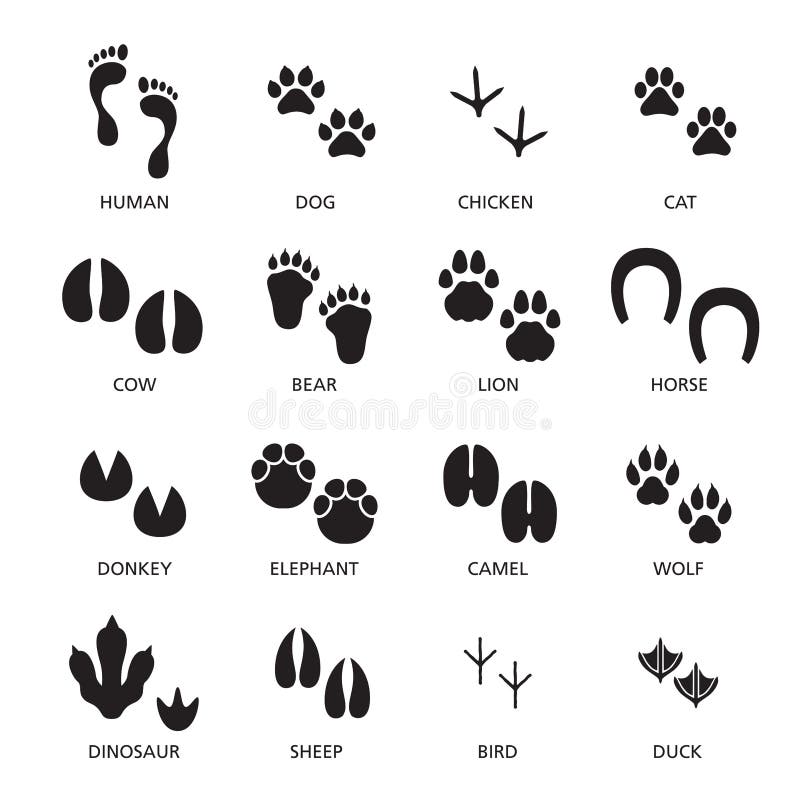 Vector Set of Footprint of Different Animals and Human. Stock Vector ...