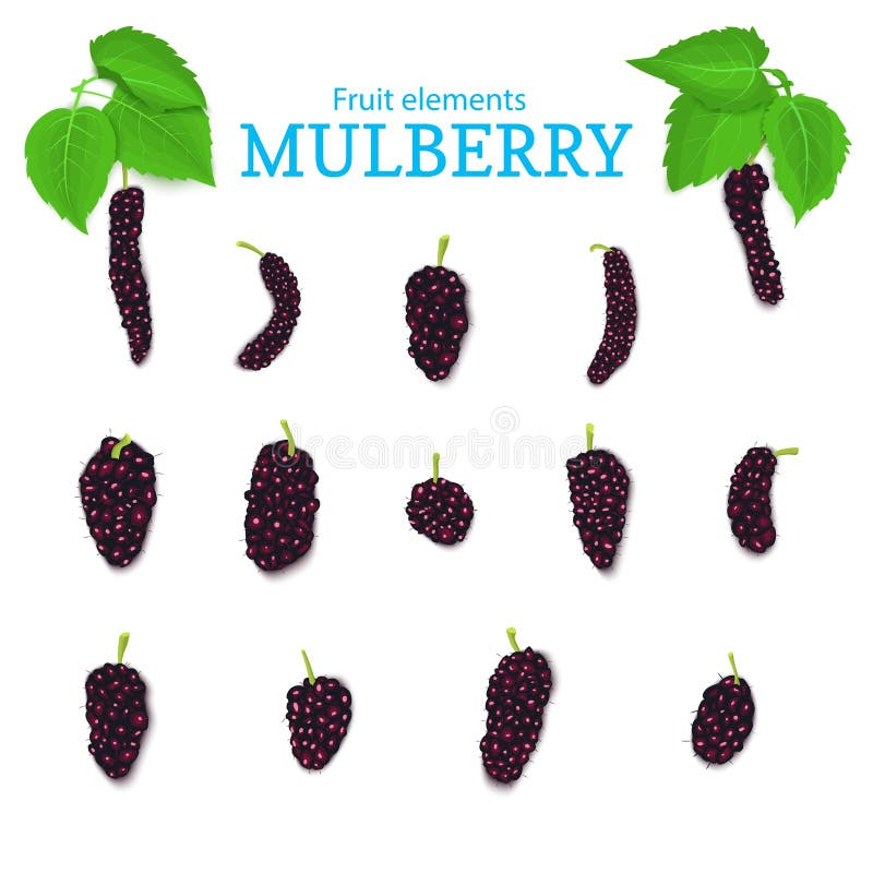 Mulberry Vector Stock Illustrations – 1,850 Mulberry Vector Stock ...