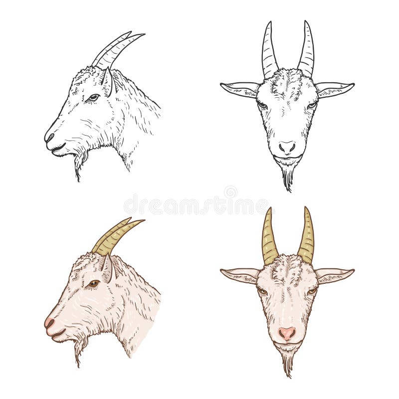 Vector Sketch Goat. Side View Illustration Stock Vector - Illustration ...