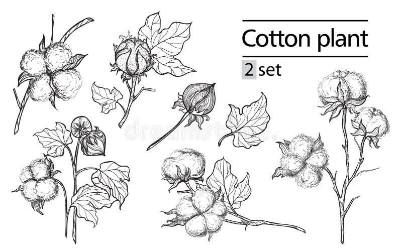 Cotton Plant Stock Illustrations – 16,582 Cotton Plant Stock ...