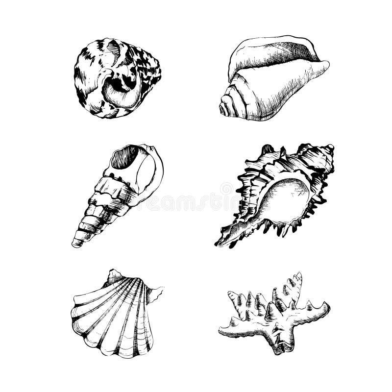 Vector Set of Hand-drawing with Shells Stock Vector - Illustration of ...