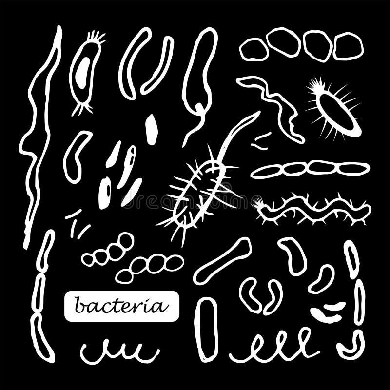 Outline Staphylococcus Stock Illustrations – 80 Outline Staphylococcus ...