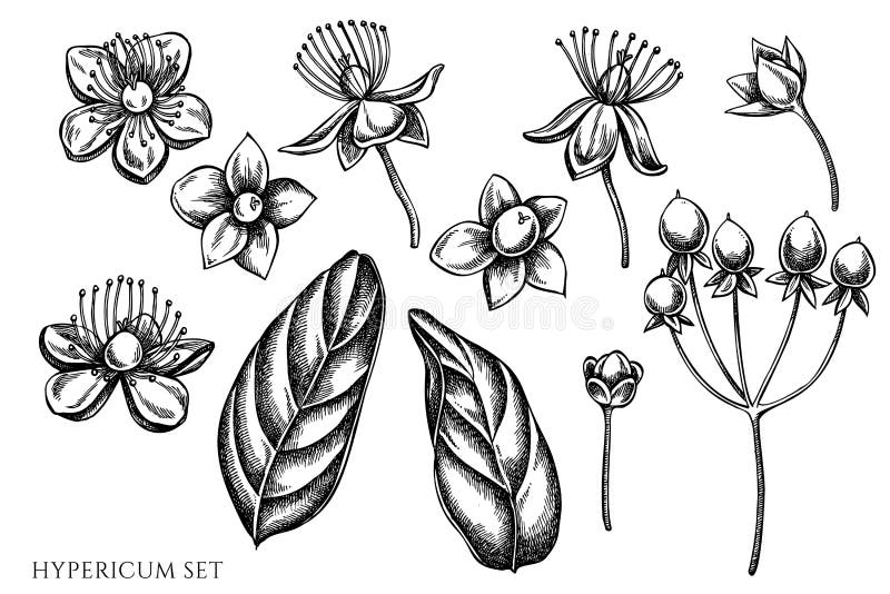 Vector Set of Hand Drawn Black and White Hypericum Stock Vector ...