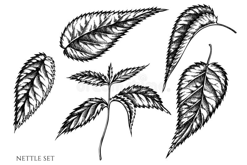 Nettle Stock Illustrations – 10,259 Nettle Stock Illustrations, Vectors ...