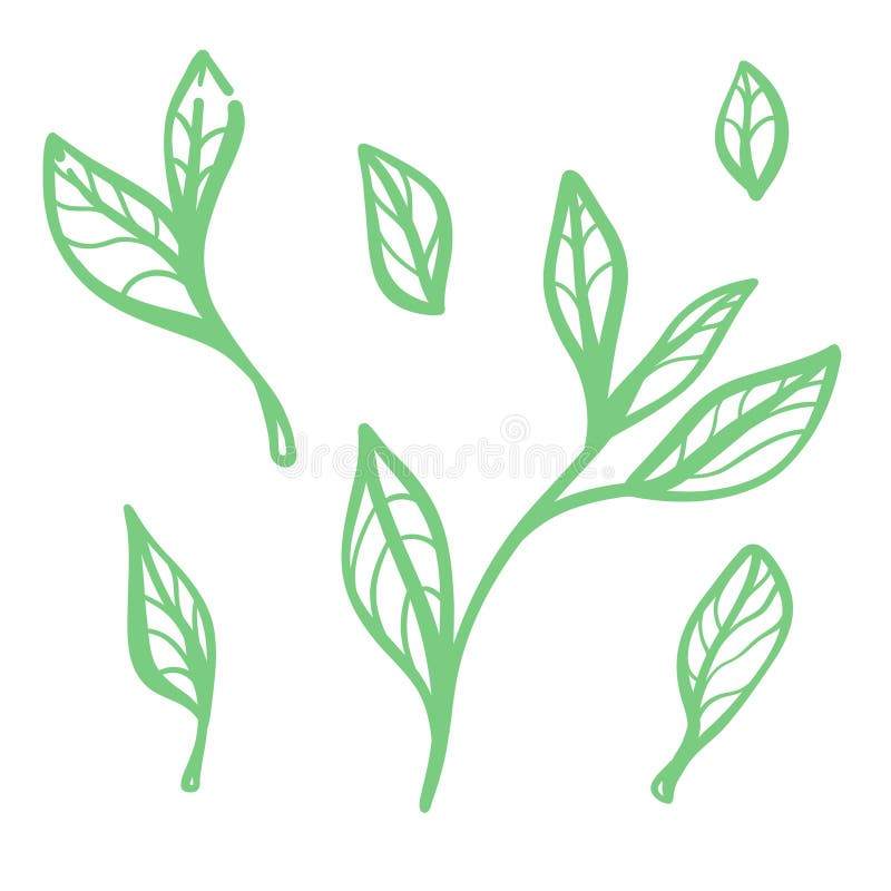 Linear Green Tea Leaves Stock Illustrations – 1,681 Linear Green Tea Leaves Stock Illustrations ...