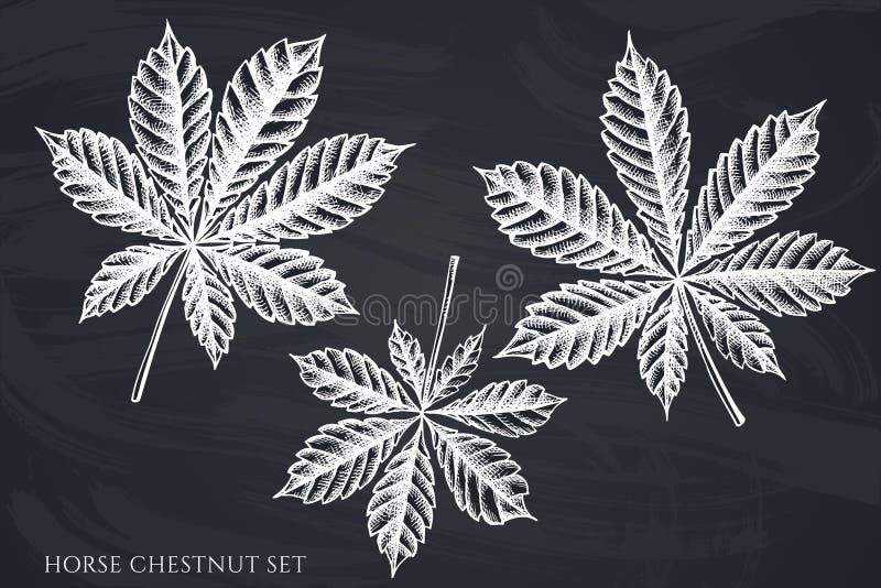 Vector Set of Hand Drawn Chalk Horse Chestnut Stock Vector ...