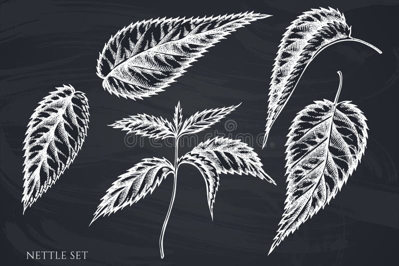 Nettle Drawn Stock Illustrations – 799 Nettle Drawn Stock Illustrations ...