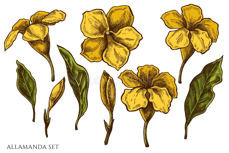 Vector Set of Hand Drawn Colored Allamanda Stock Vector - Illustration ...