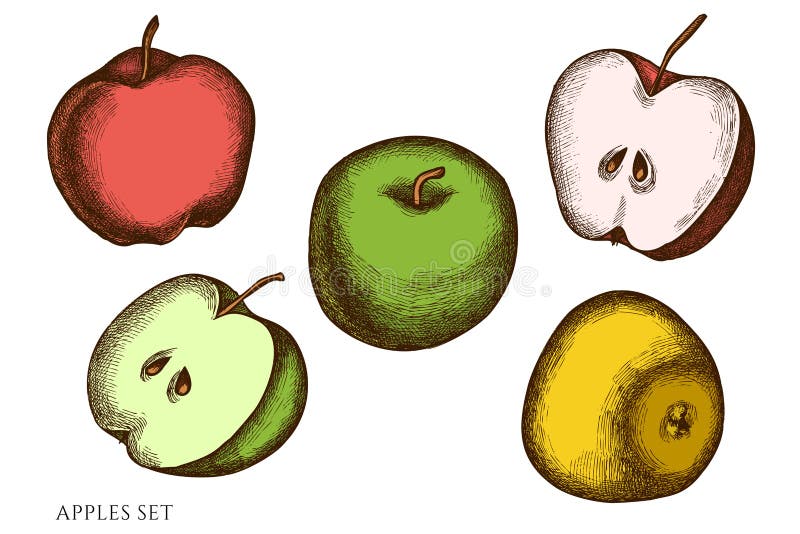 Vector Set Of Hand Drawn Colored Apples Stock Vector Illustration Of