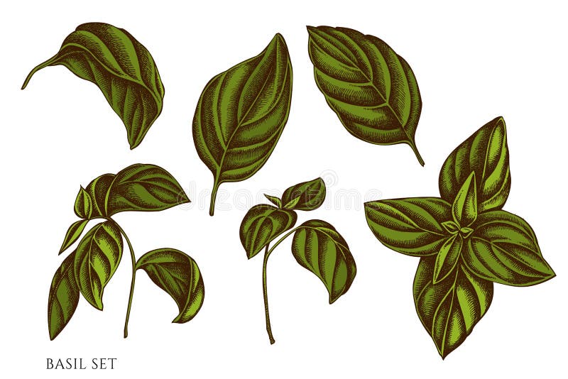 Vector Set of Hand Drawn Colored Basil Stock Vector - Illustration of ...