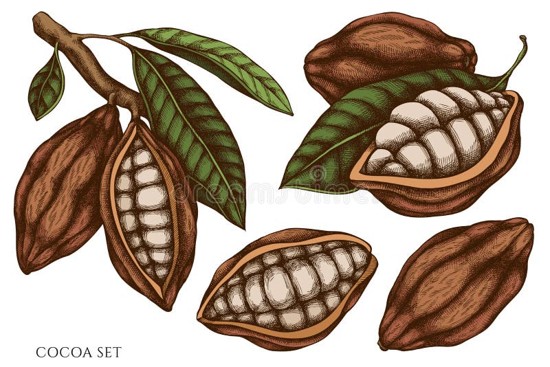 Vector Set of Hand Drawn Colored Cocoa Stock Vector - Illustration of ...