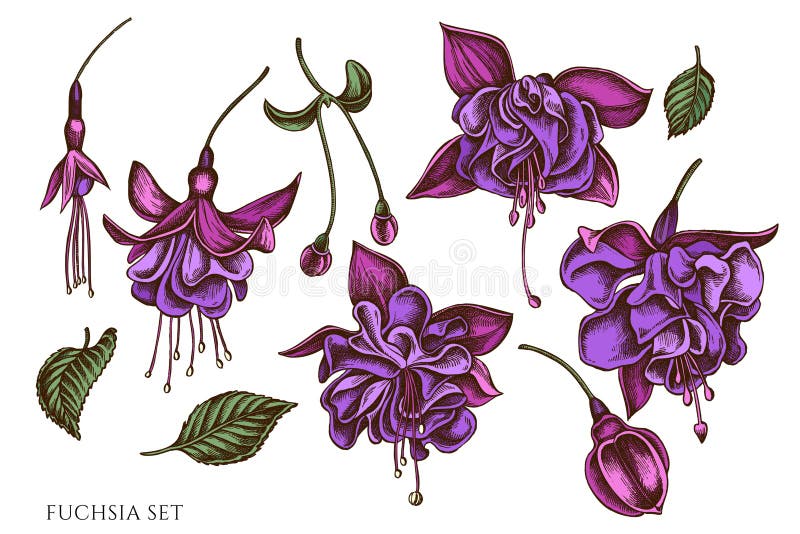 Vector Set of Hand Drawn Colored Fuchsia Stock Vector - Illustration of ...