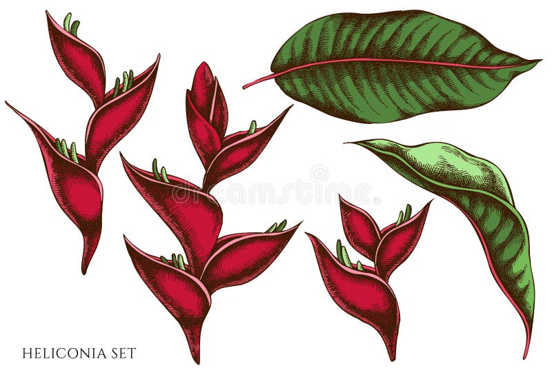 Vector Set of Hand Drawn Colored Heliconia Stock Vector - Illustration ...