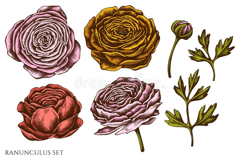 Vector Set of Hand Drawn Colored Ranunculus Stock Vector - Illustration ...