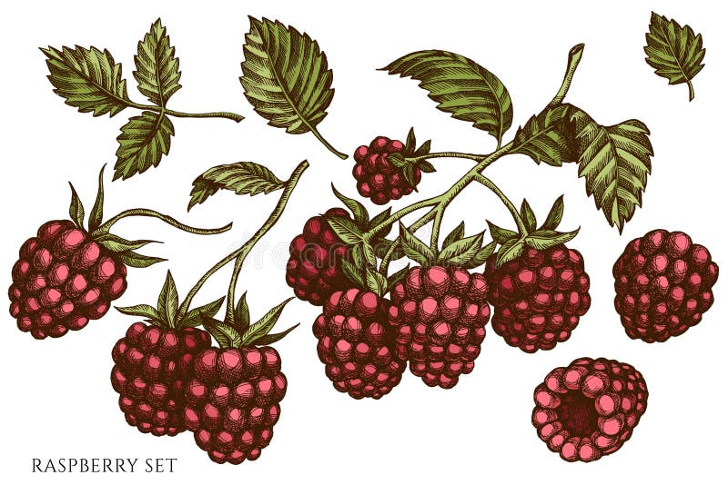Vector Set of Hand Drawn Colored Raspberry Stock Vector - Illustration ...