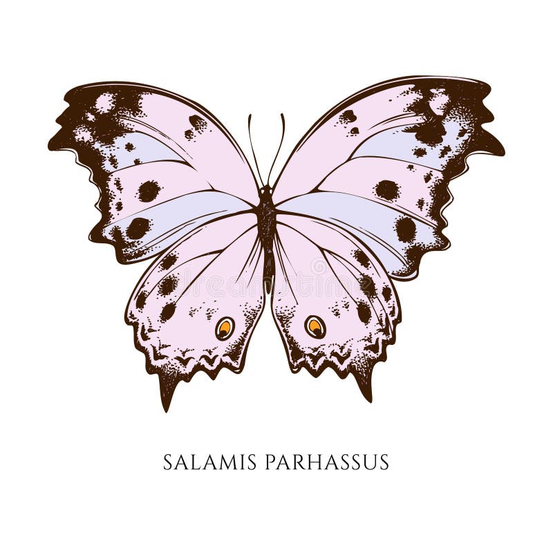 Vector Set of Hand Drawn Colored Salamis Parhassus Stock Vector ...