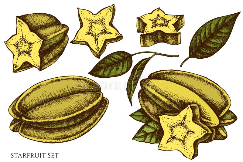 Vector Set of Hand Drawn Colored Starfruit Stock Vector - Illustration ...