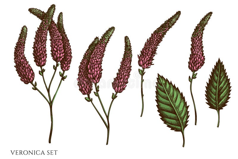 Veronica Plant Stock Illustrations – 282 Veronica Plant Stock ...