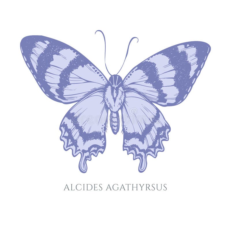 Vector Set of Hand Drawn Pastel Alcides Agathyrsus Stock Vector ...