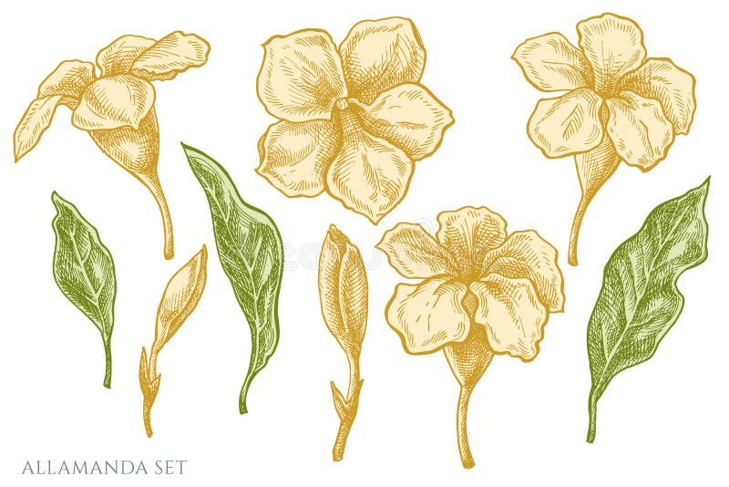 Vector Set of Hand Drawn Pastel Allamanda Stock Vector - Illustration ...