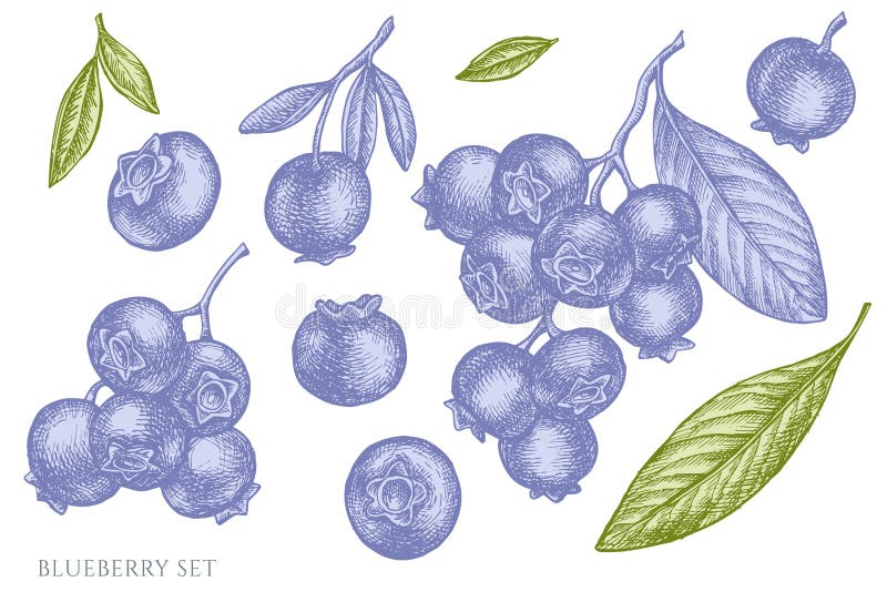 Vector Set of Hand Drawn Pastel Blueberry Stock Vector - Illustration ...