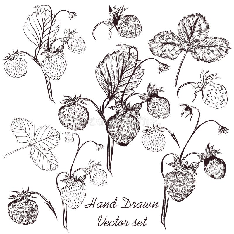 Set Of Outline Drawings Of Strawberries Stock Vector - Illustration of ...