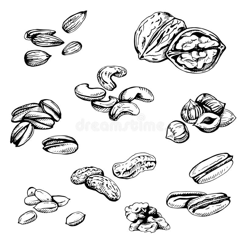 Vector Set of Hand Sketched Nuts on White Background Stock Vector ...