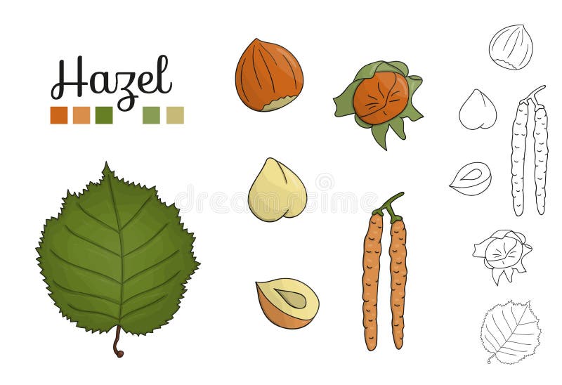 Vector Set of Hazel Tree Elements Isolated on White Background Stock ...