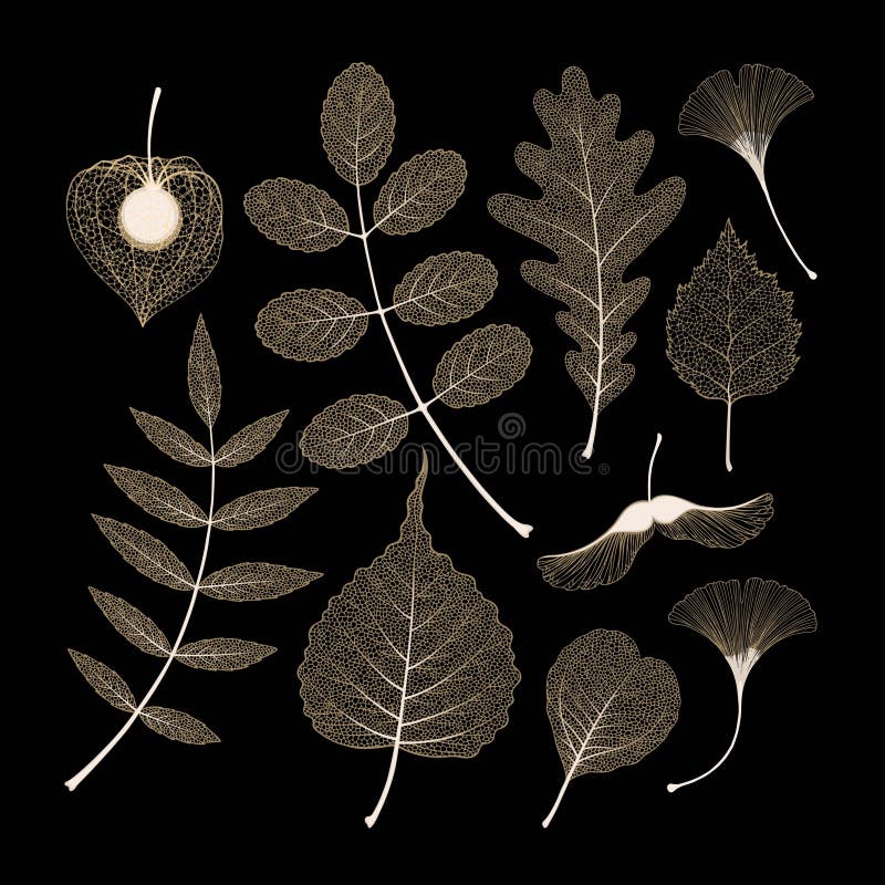Vector Set of High Detailed Skeleton Leaves Stock Vector - Illustration ...