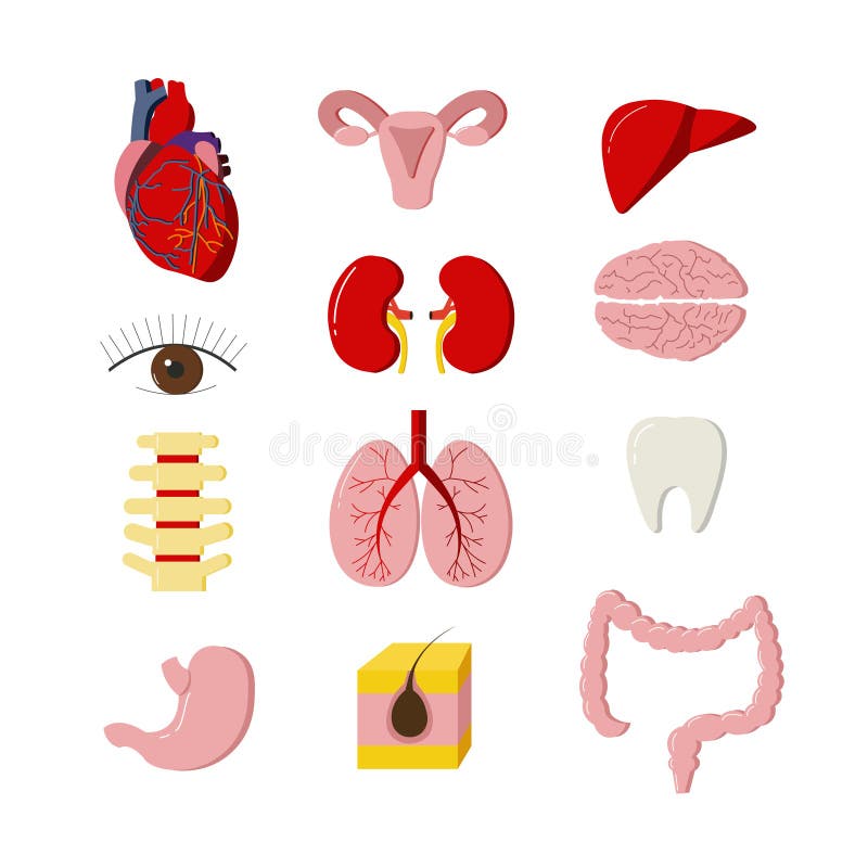 Vector Set of Human Body Organs. Anatomy Design Elements and Icons on ...