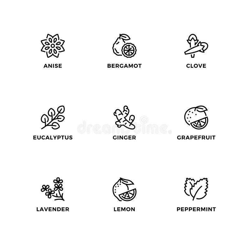 Peppermint Essential Oil Icon Stock Illustrations – 45 Peppermint ...