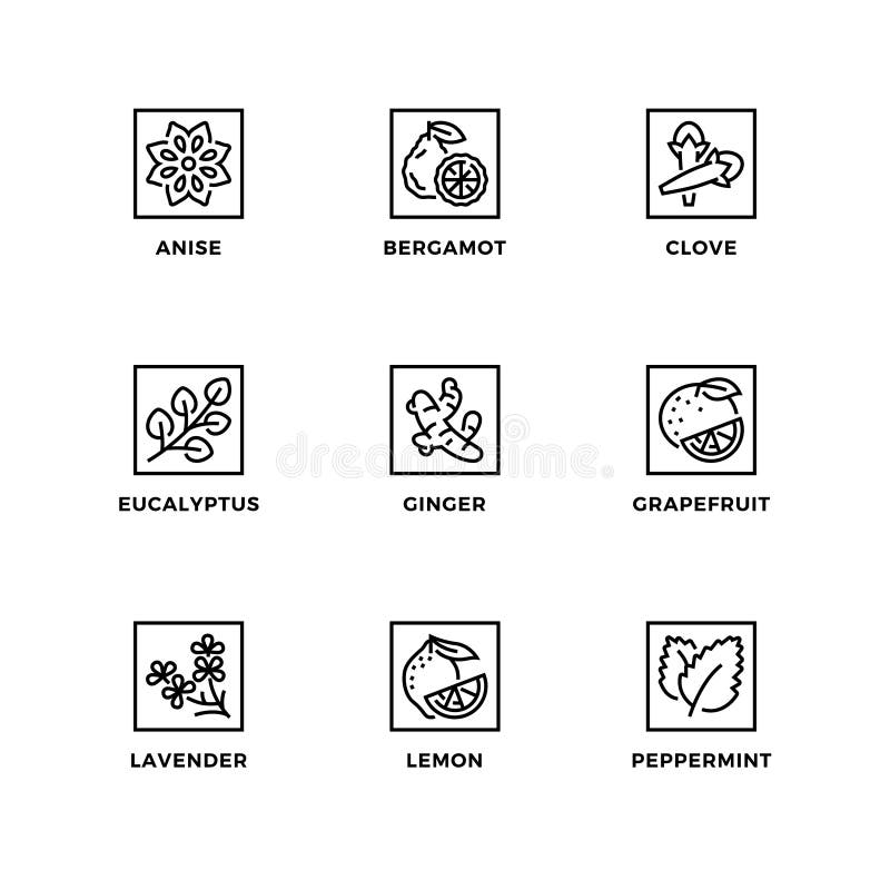 Peppermint Essential Oil Icon Stock Illustrations – 45 Peppermint ...