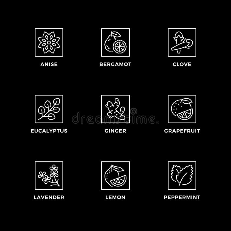 Peppermint Essential Oil Icon Stock Illustrations – 45 Peppermint ...