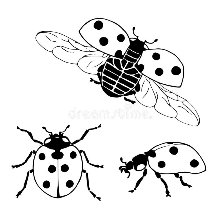 Vector Set of Ladybug in Different Positions Stock Vector ...