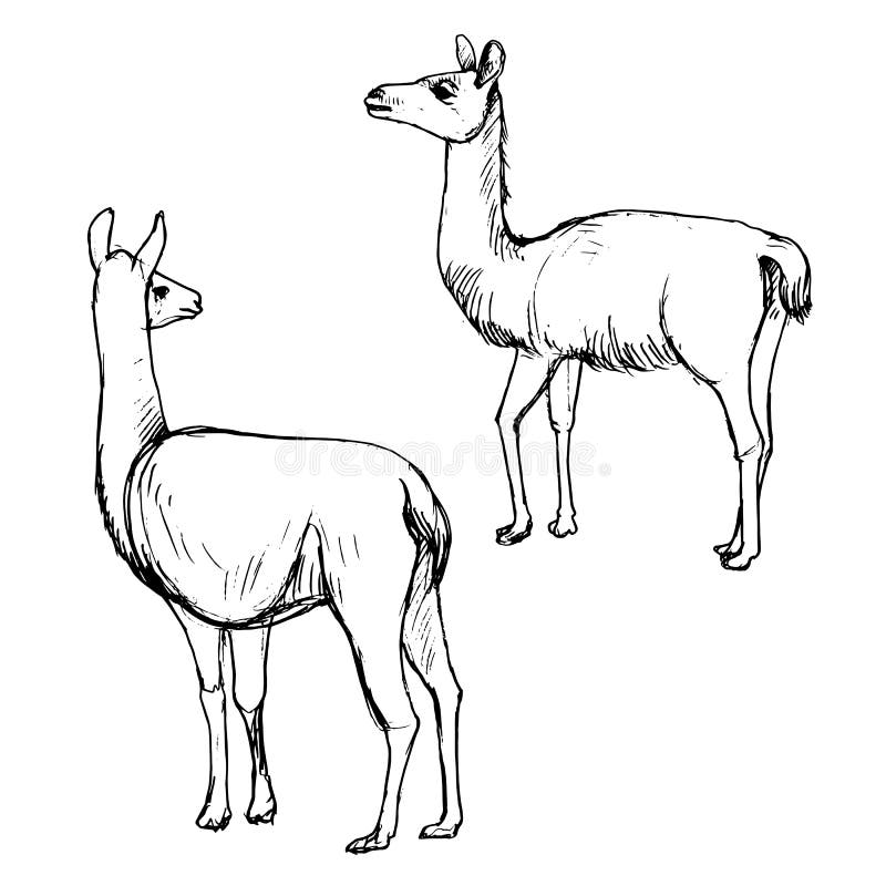 Lama Line Art Stock Illustrations – 516 Lama Line Art Stock ...