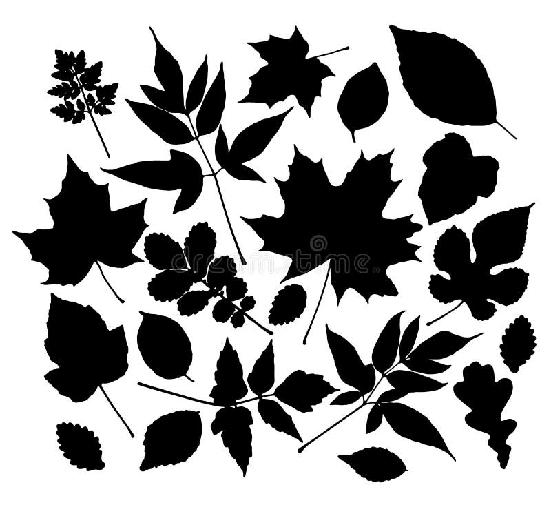 Vector Set of Leaves Silhouette Stock Vector - Illustration of leaf ...
