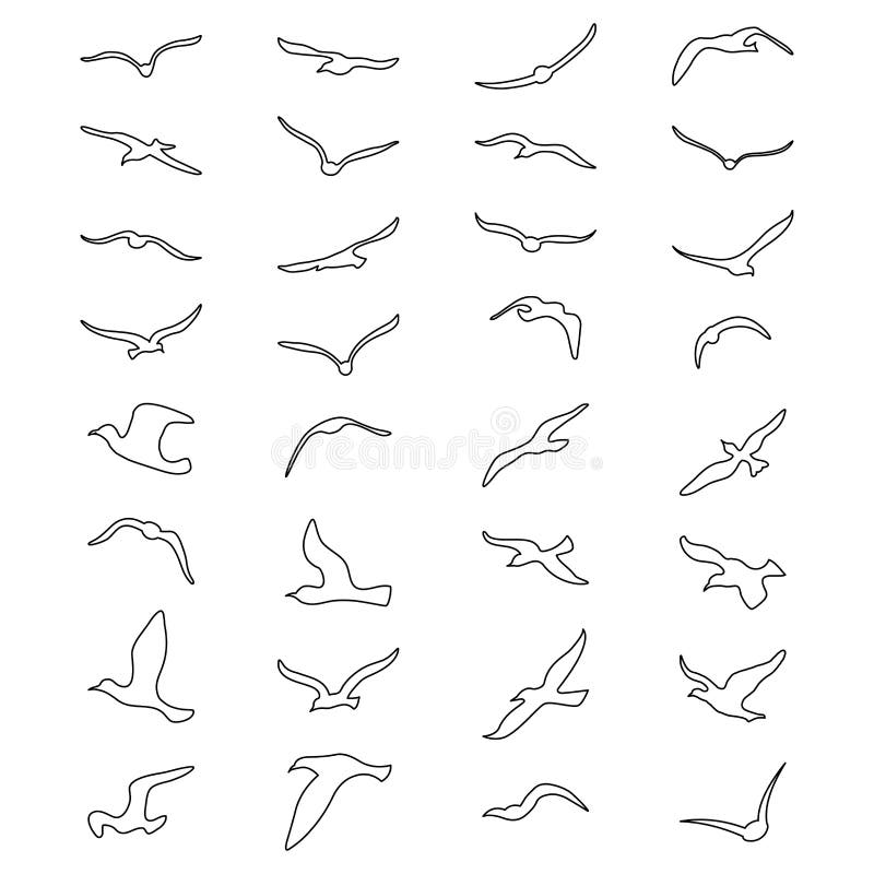 Seagull Outline Clipart Images