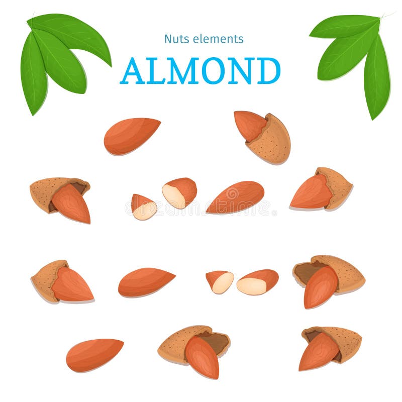 Vector Set of Nuts. Almond Nut Whole, Peeled, Piece Half, Walnut in ...
