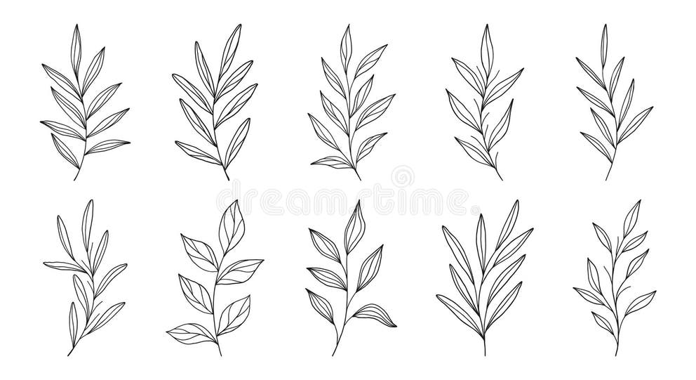 Vector Set of Outline Branches with Leaves.Simple Elements for Botany ...