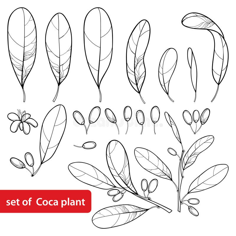 Cocaine Stock Illustrations – 2,659 Cocaine Stock Illustrations ...