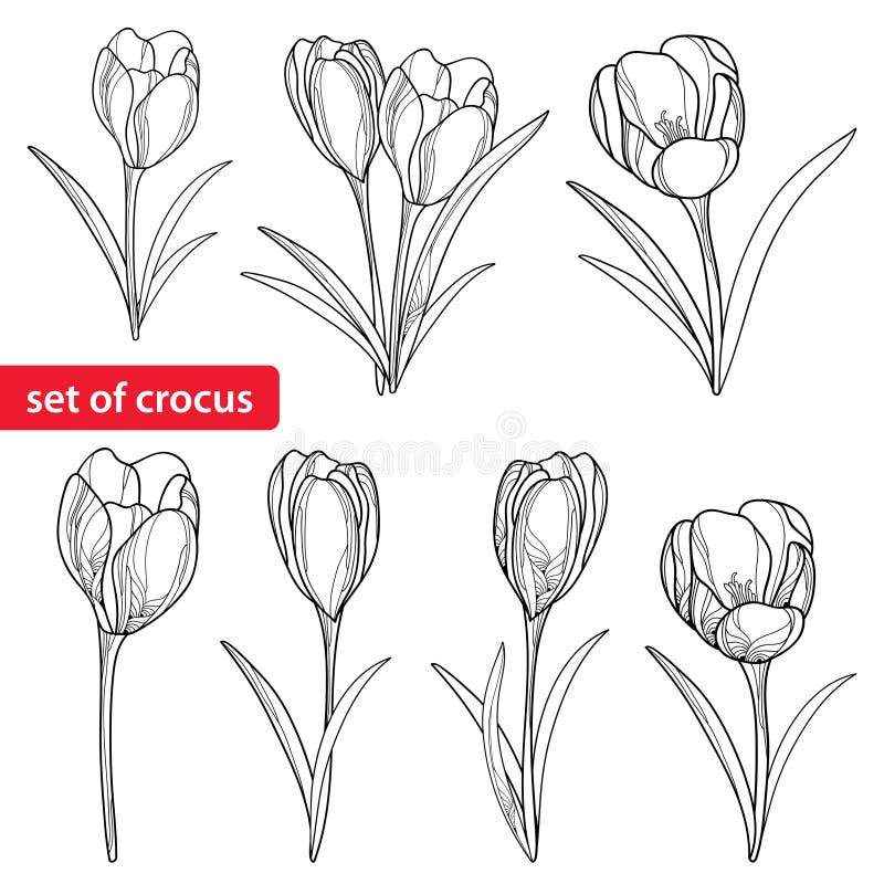 Vector Set with Outline Crocuses or Saffron Flowers Isolated on White ...