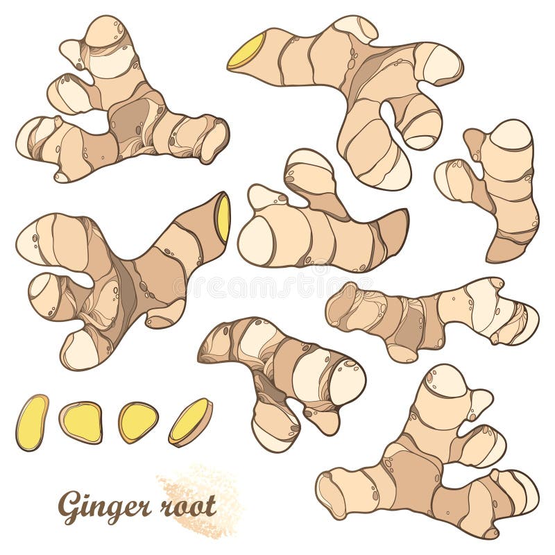 Vector Set of Outline Ginger Root with Slice in Pastel Beige Isolated ...