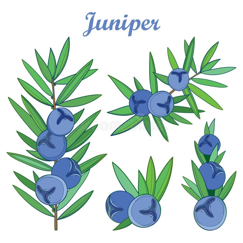 Juniper Tree Silhouette Stock Illustrations – 399 Juniper Tree ...