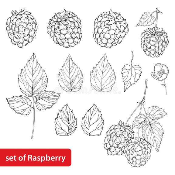 Flower Fruit Black White Stock Illustrations – 24,273 Flower Fruit ...